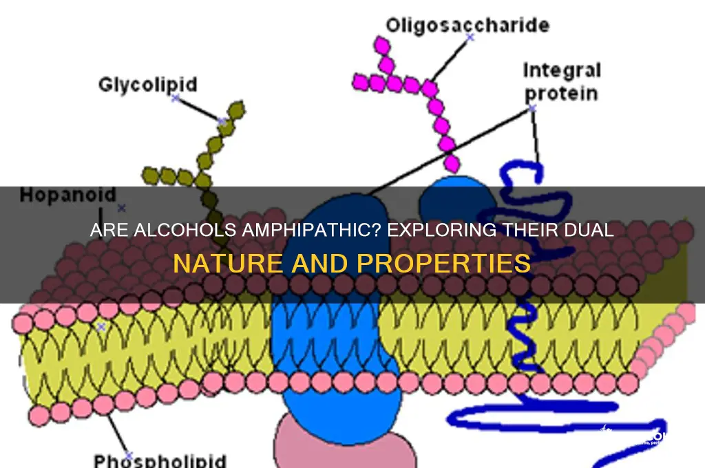 Are Alcohols Amphipathic? Exploring Their Dual Nature And Properties ...