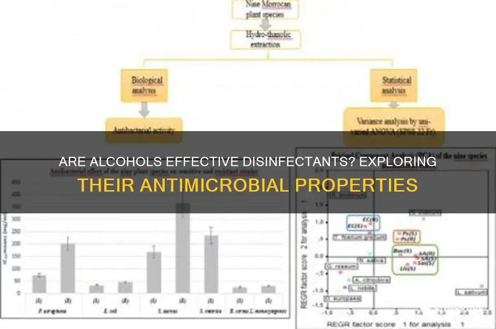 Are Alcohols Effective Disinfectants? Exploring Their Antimicrobial ...