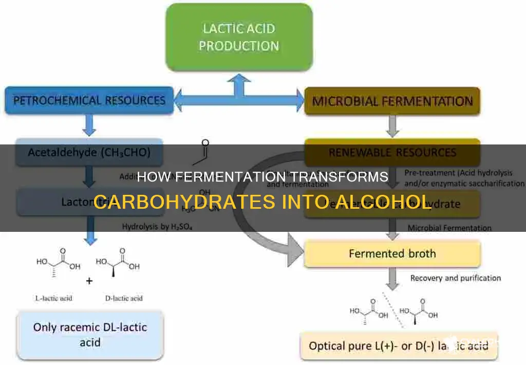 How Fermentation Transforms Carbohydrates Into Alcohol | CyAlcohol