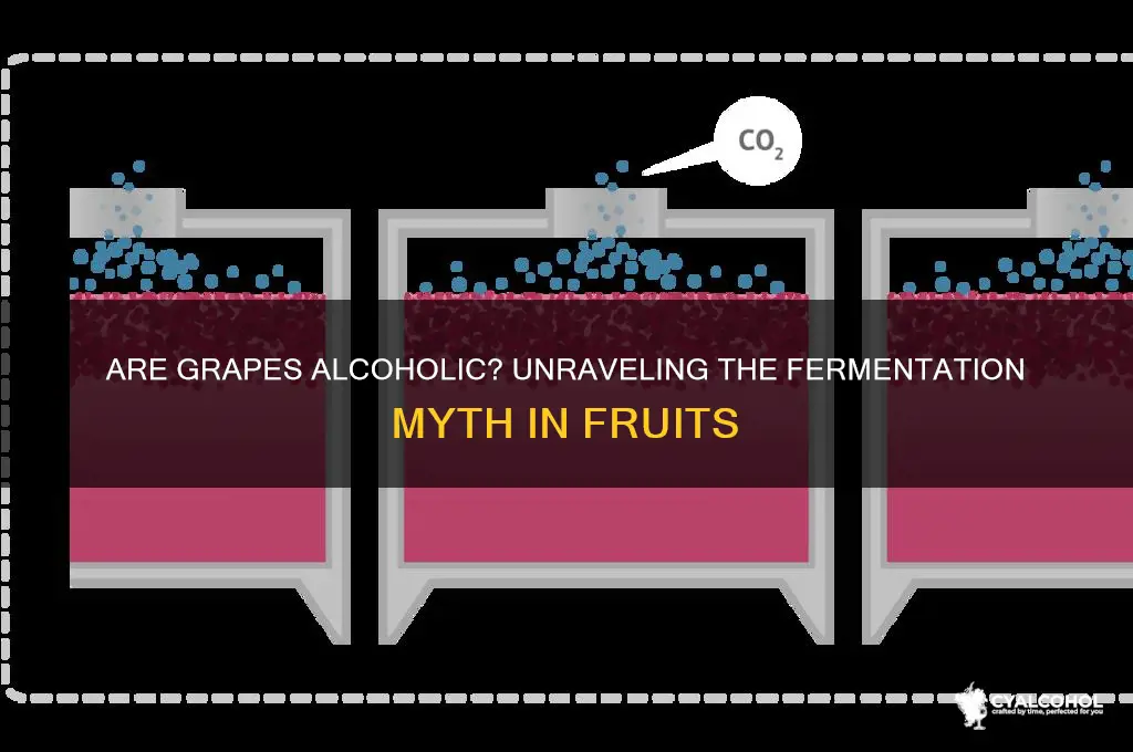 Are Grapes Alcoholic? Unraveling The Fermentation Myth In Fruits ...