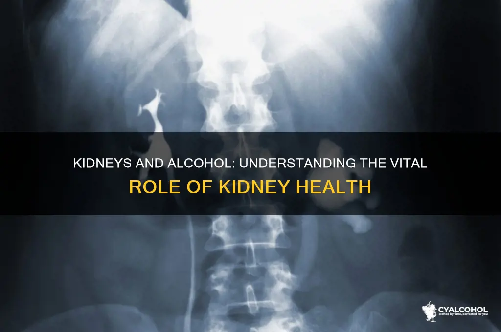 Kidneys And Alcohol: Understanding The Vital Role Of Kidney Health ...