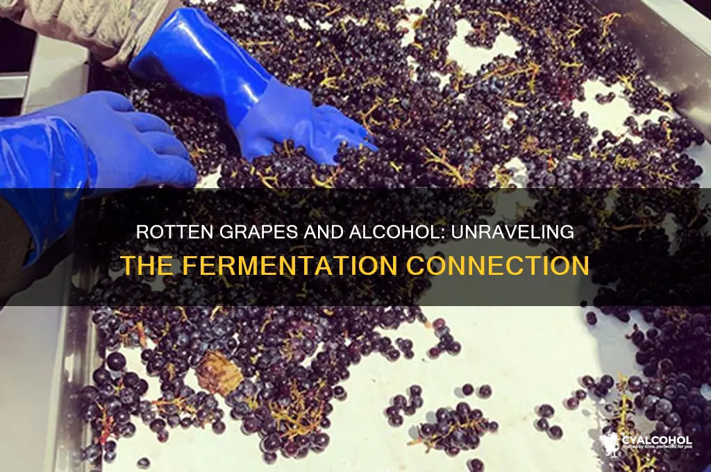 Rotten Grapes And Alcohol: Unraveling The Fermentation Connection ...