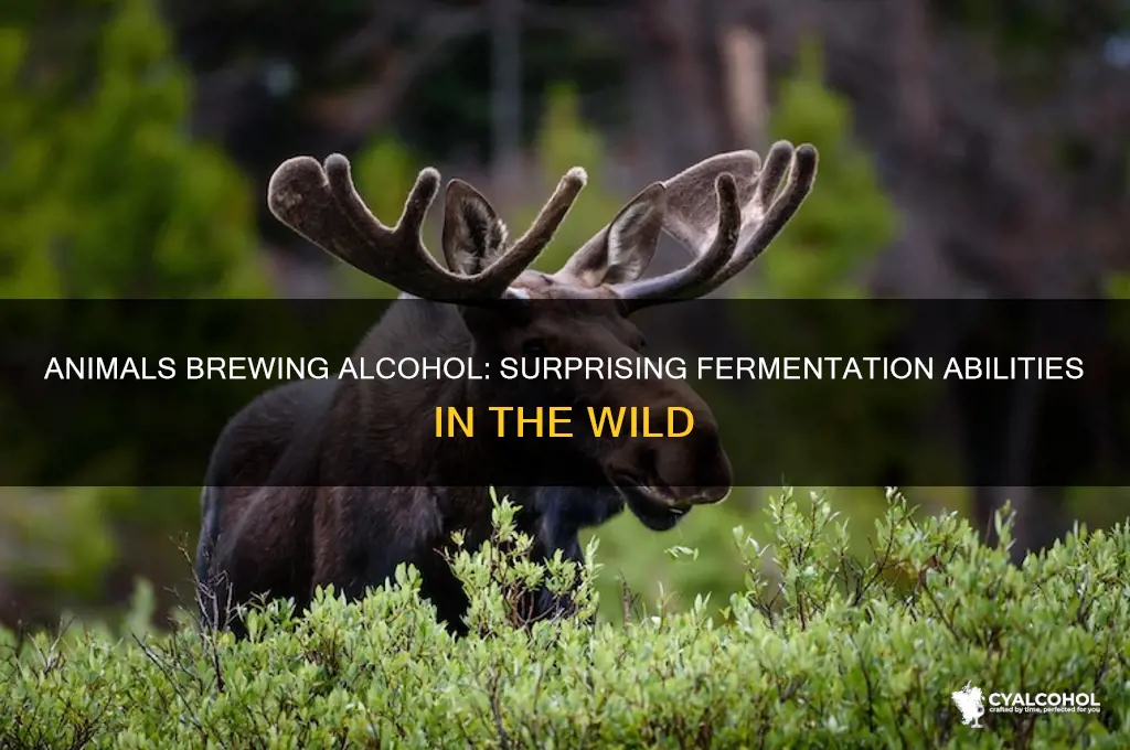 Animals Brewing Alcohol: Surprising Fermentation Abilities In The Wild ...