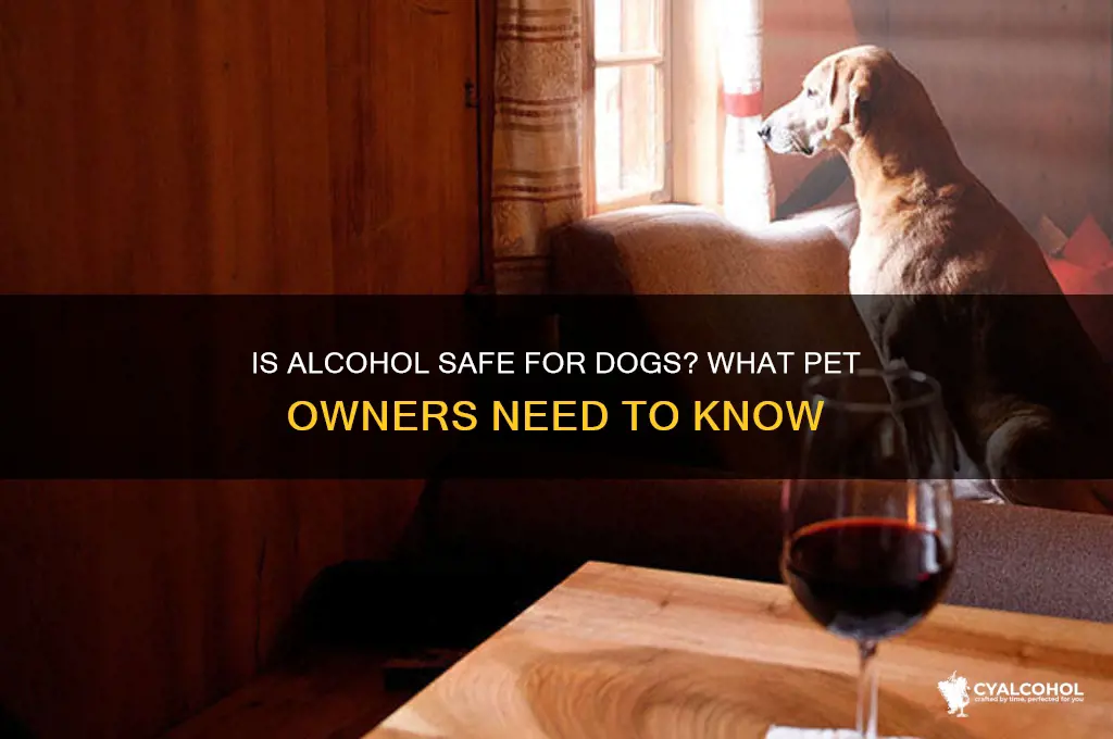 Is Alcohol Safe For Dogs? What Pet Owners Need To Know | CyAlcohol