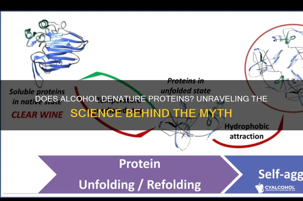 Does Alcohol Denature Proteins? Unraveling The Science Behind The Myth ...