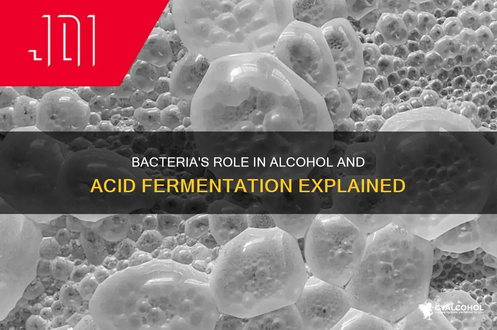 Bacteria's Role In Alcohol And Acid Fermentation Explained | CyAlcohol