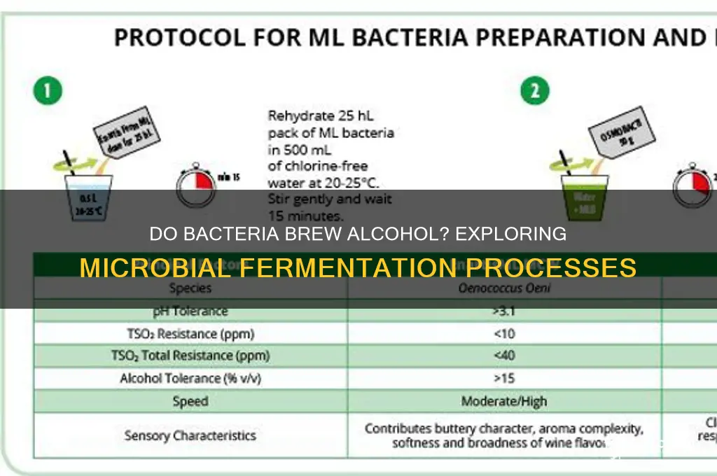 Do Bacteria Brew Alcohol? Exploring Microbial Fermentation Processes ...