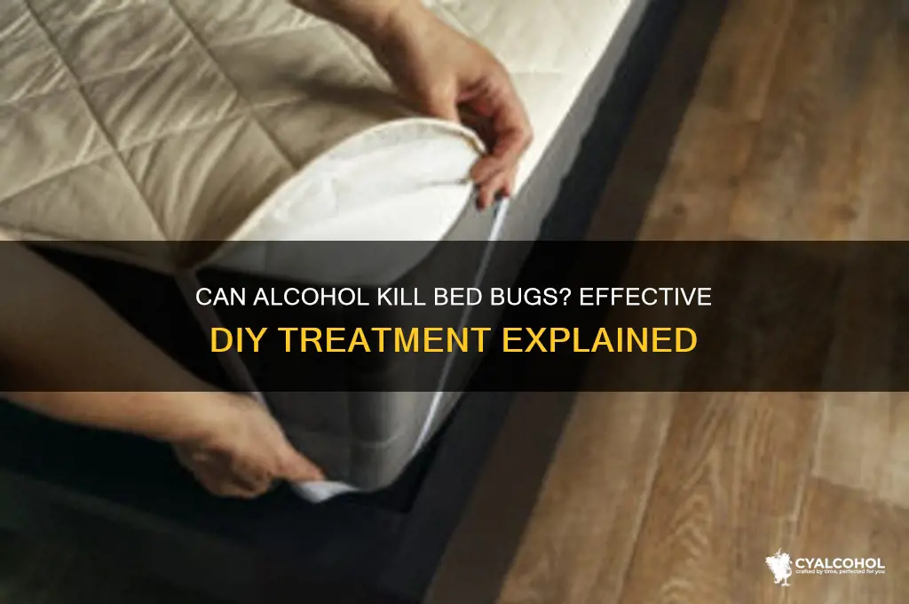 Can Alcohol Kill Bed Bugs? Effective Diy Treatment Explained | CyAlcohol