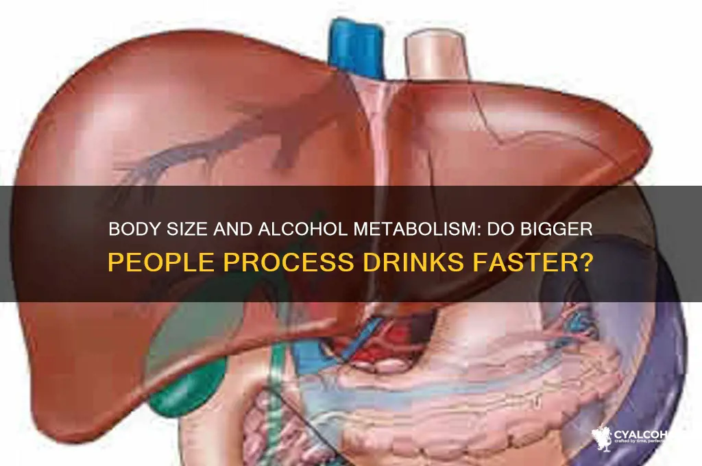 Body Size And Alcohol Metabolism: Do Bigger People Process Drinks ...