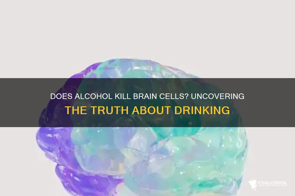 Does Alcohol Kill Brain Cells? Uncovering The Truth About Drinking ...