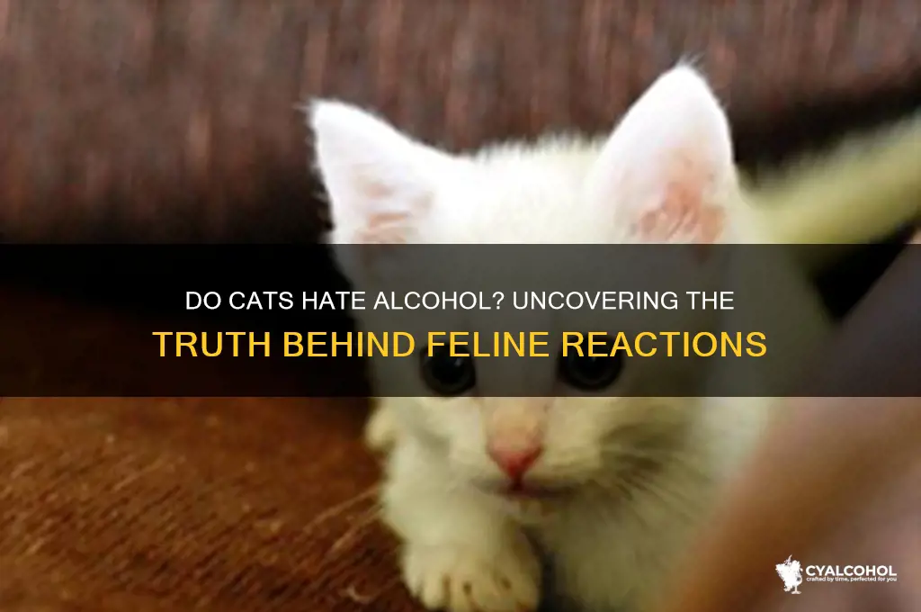 Do Cats Hate Alcohol? Uncovering The Truth Behind Feline Reactions ...