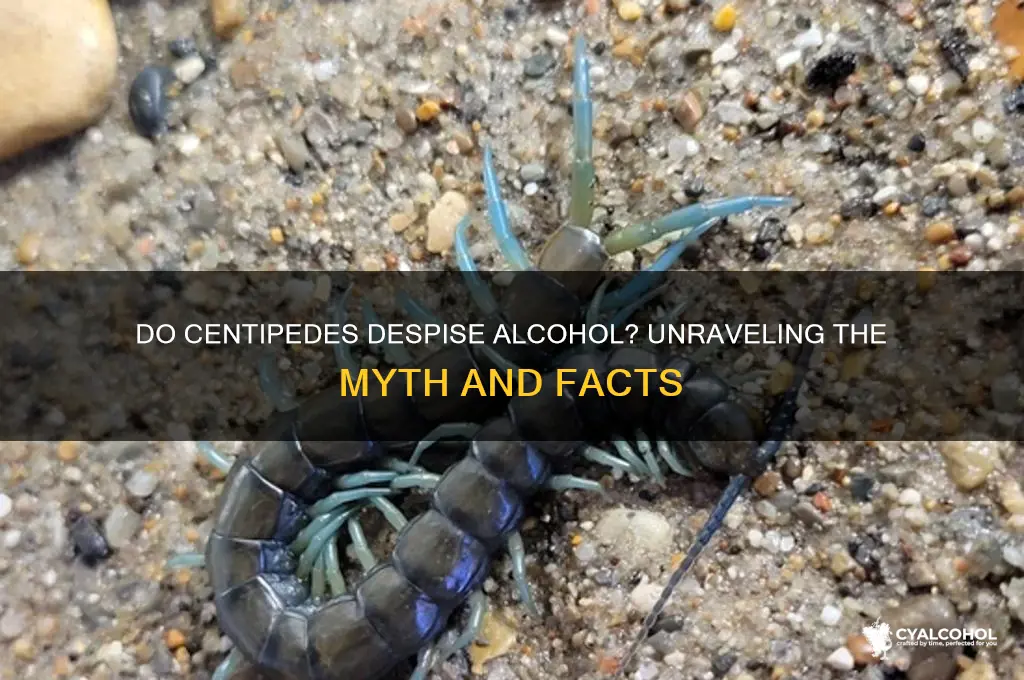 Do Centipedes Despise Alcohol? Unraveling The Myth And Facts | CyAlcohol