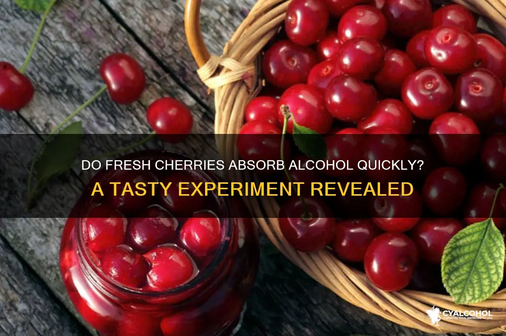 Do Fresh Cherries Absorb Alcohol Quickly? A Tasty Experiment Revealed ...