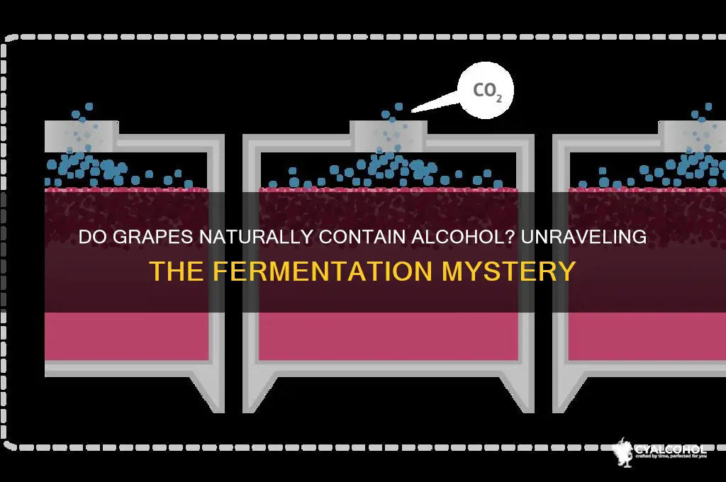 Do Grapes Naturally Contain Alcohol? Unraveling The Fermentation ...