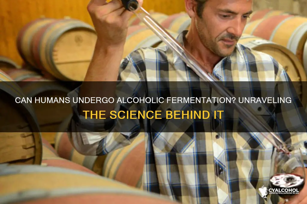 Can Humans Undergo Alcoholic Fermentation? Unraveling The Science ...