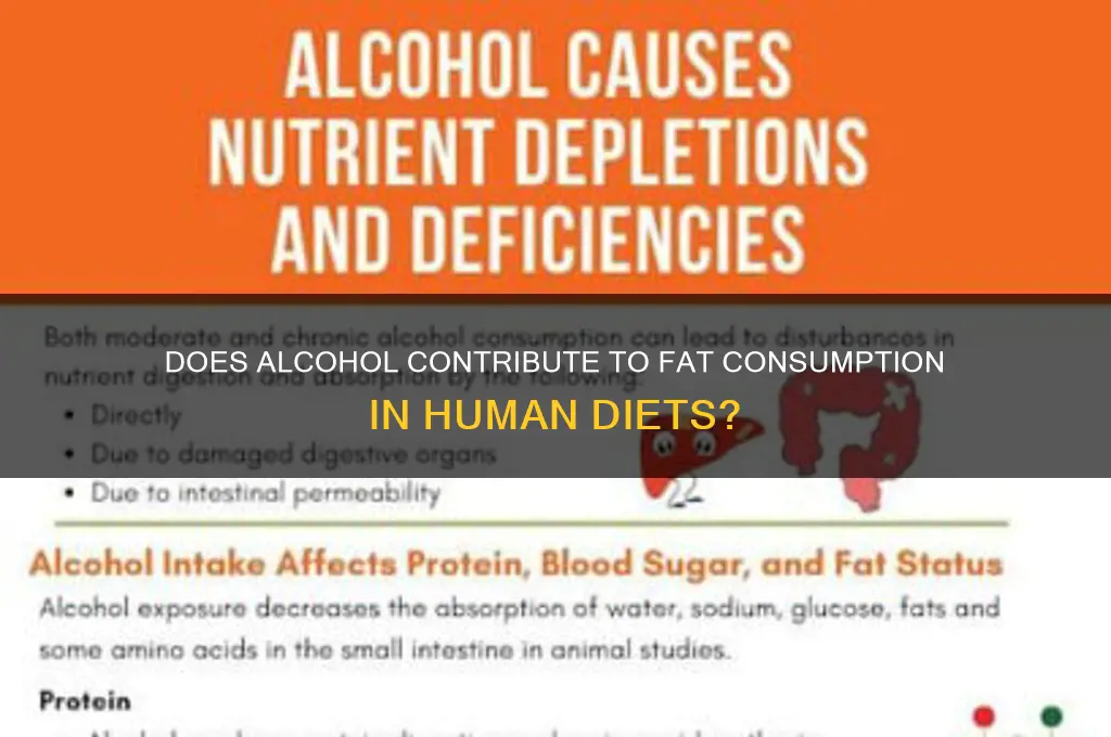 Does Alcohol Contribute To Fat Consumption In Human Diets? | CyAlcohol