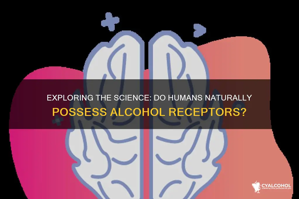 Exploring The Science: Do Humans Naturally Possess Alcohol Receptors ...