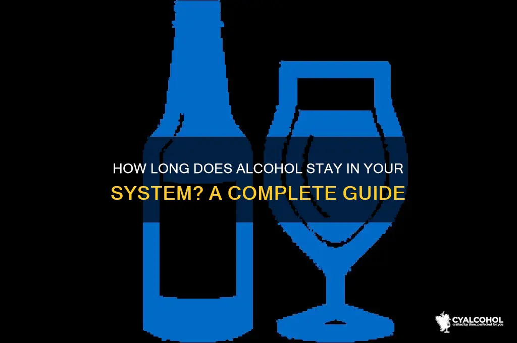 How Long Does Alcohol Stay In Your System? A Complete Guide | CyAlcohol