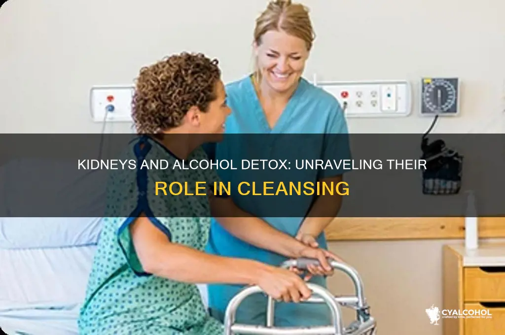 Kidneys And Alcohol Detox: Unraveling Their Role In Cleansing | CyAlcohol