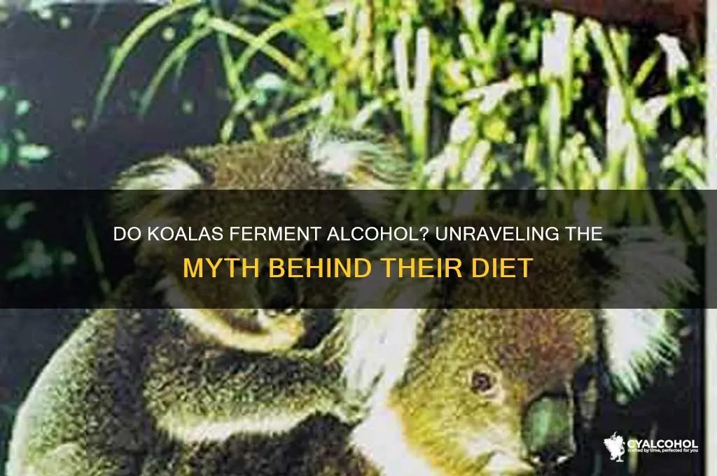 Do Koalas Ferment Alcohol? Unraveling The Myth Behind Their Diet ...