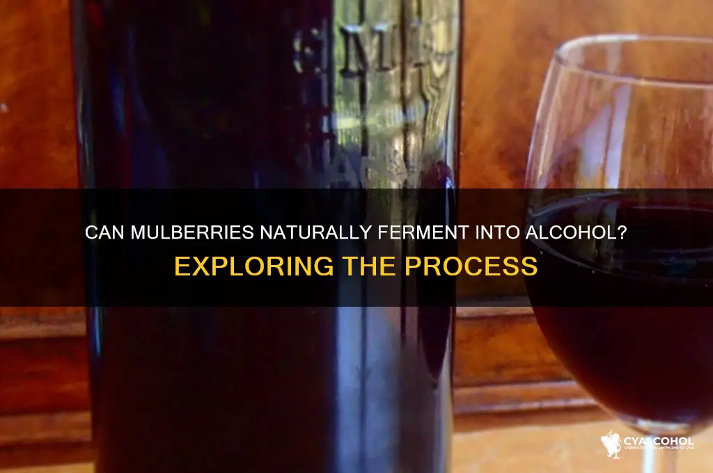 Can Mulberries Naturally Ferment Into Alcohol? Exploring The Process ...