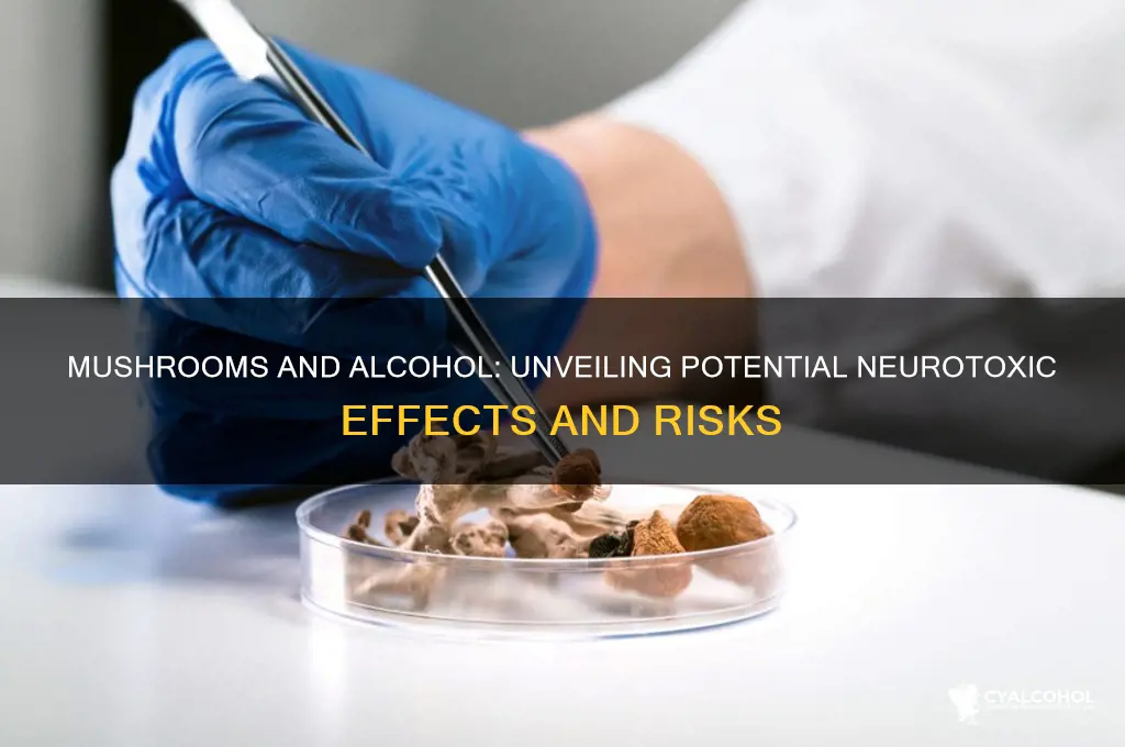 Mushrooms And Alcohol: Unveiling Potential Neurotoxic Effects And Risks ...