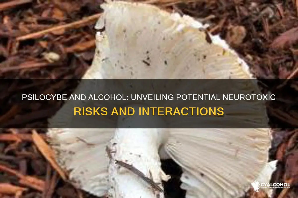 Psilocybe And Alcohol: Unveiling Potential Neurotoxic Risks And ...