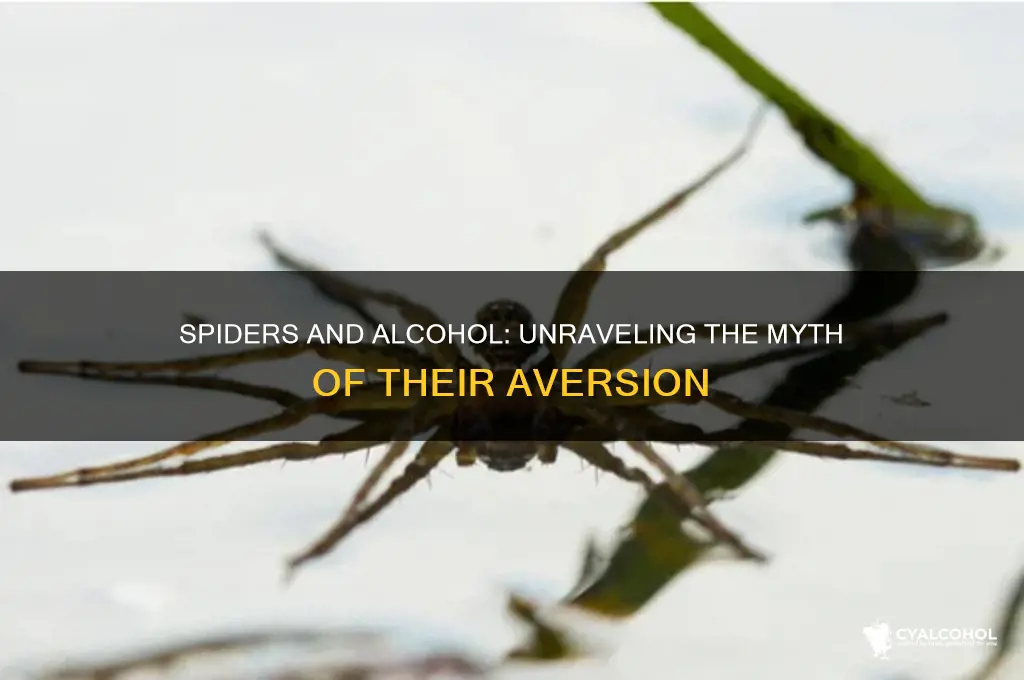 Spiders And Alcohol: Unraveling The Myth Of Their Aversion | CyAlcohol