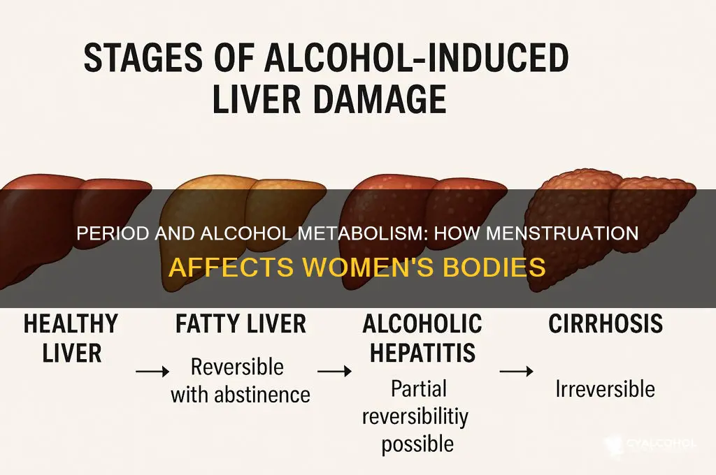 Period And Alcohol Metabolism: How Menstruation Affects Women's Bodies ...