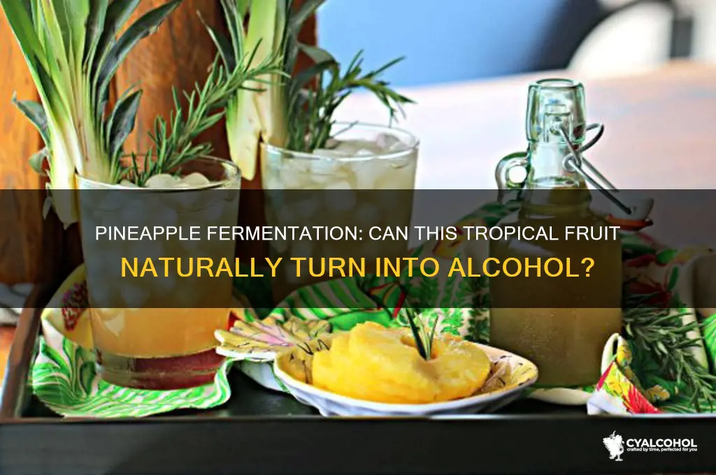 Pineapple Fermentation: Can This Tropical Fruit Naturally Turn Into ...