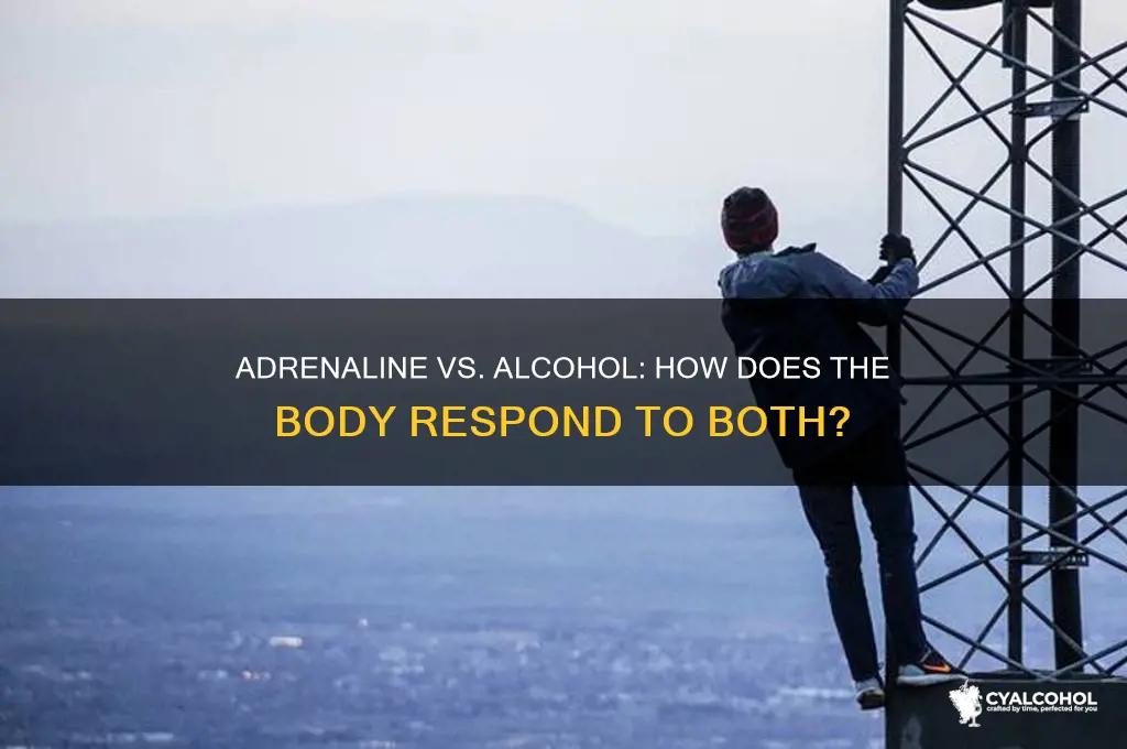 Adrenaline Vs. Alcohol: How Does The Body Respond To Both? | CyAlcohol
