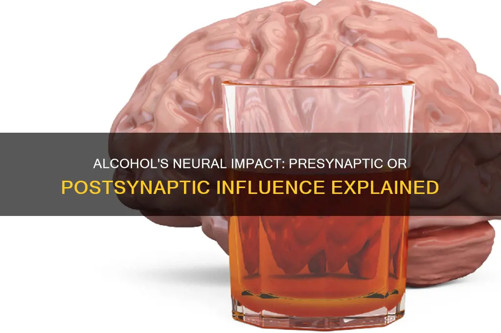 Alcohol's Neural Impact: Presynaptic Or Postsynaptic Influence ...