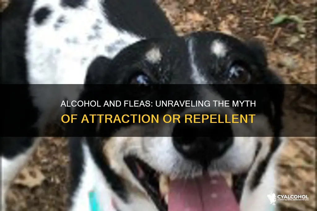 Alcohol And Fleas: Unraveling The Myth Of Attraction Or Repellent ...