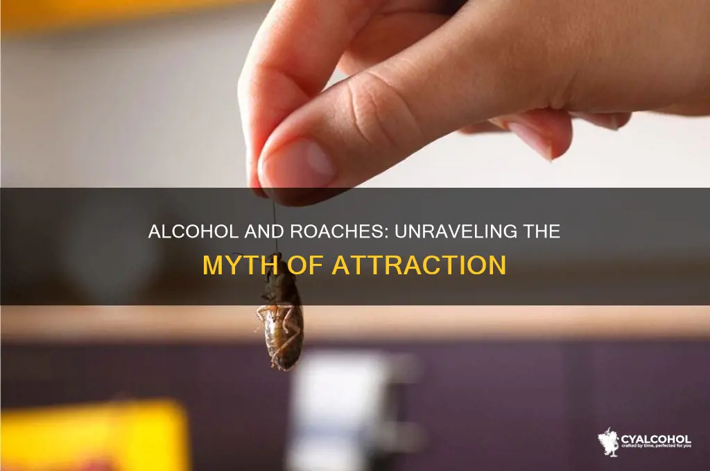 Alcohol And Roaches: Unraveling The Myth Of Attraction | CyAlcohol