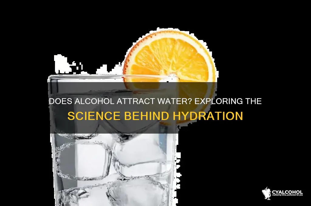Does Alcohol Attract Water? Exploring The Science Behind Hydration ...