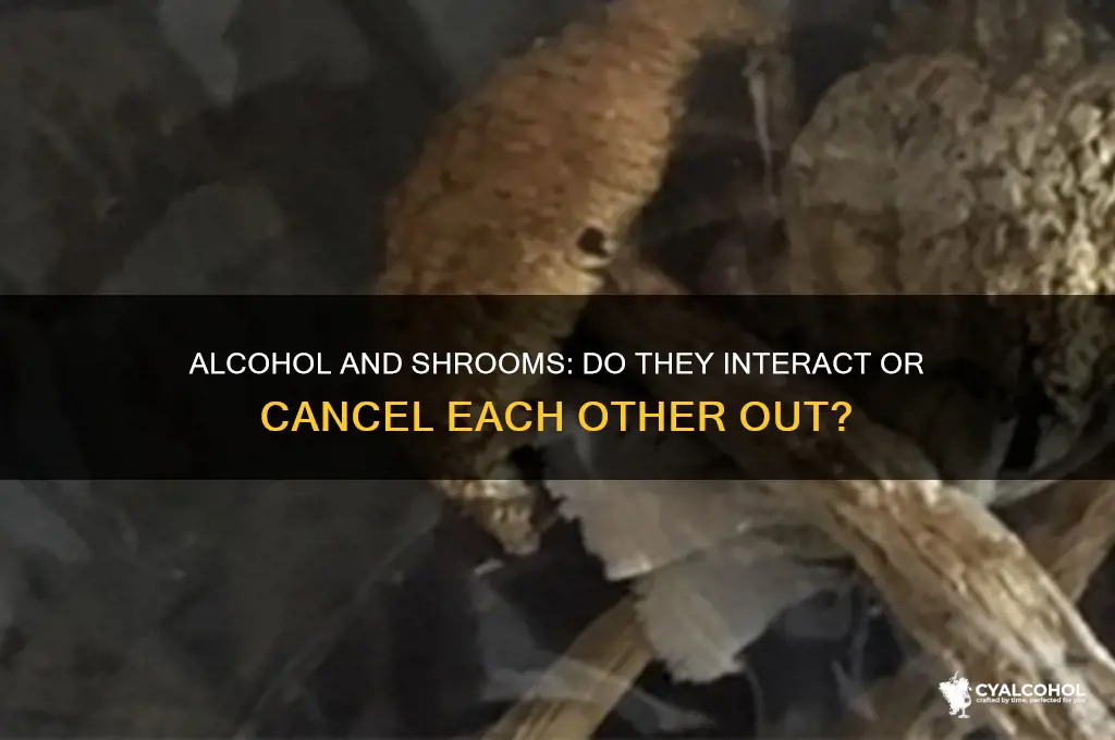 Alcohol And Shrooms: Do They Interact Or Cancel Each Other Out? | CyAlcohol