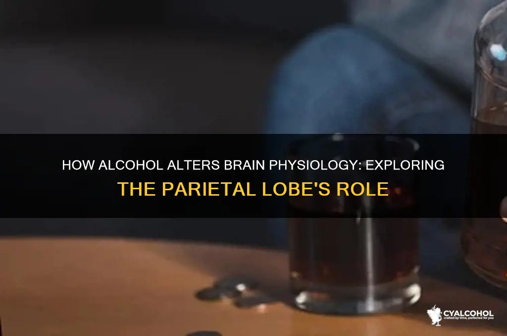 How Alcohol Alters Brain Physiology: Exploring The Parietal Lobe's Role ...