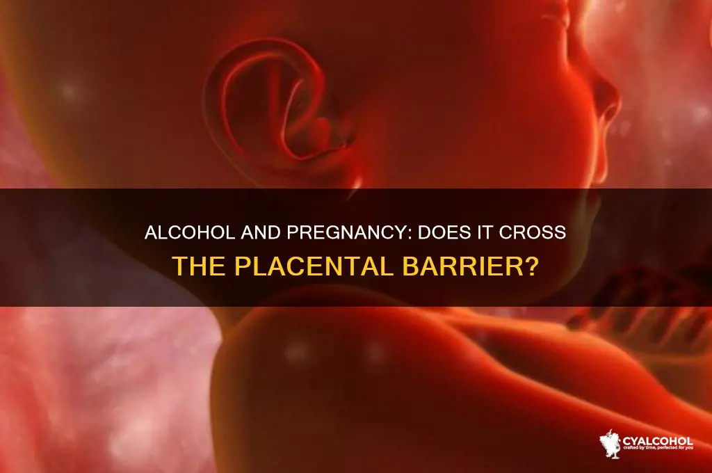 Alcohol And Pregnancy: Does It Cross The Placental Barrier? | CyAlcohol
