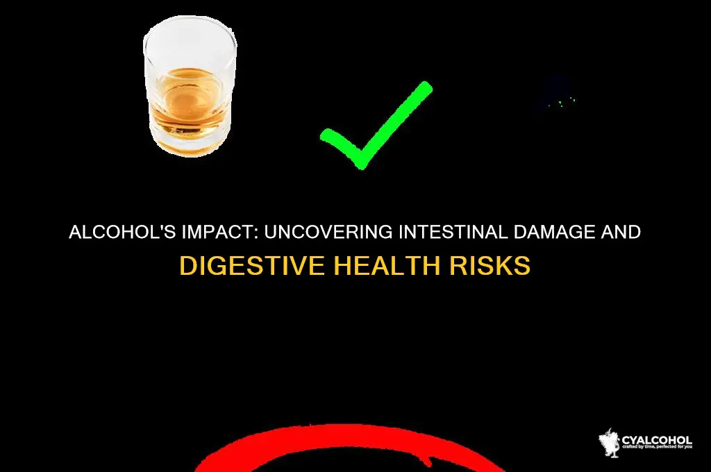 Alcohol's Impact: Uncovering Intestinal Damage And Digestive Health ...