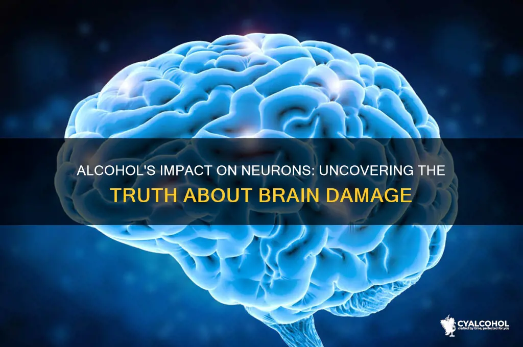 Alcohol's Impact On Neurons: Uncovering The Truth About Brain Damage ...