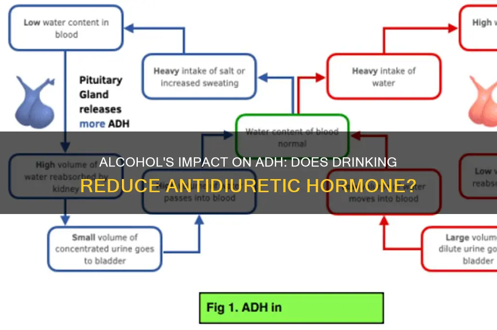 Alcohol's Impact On Adh: Does Drinking Reduce Antidiuretic Hormone ...