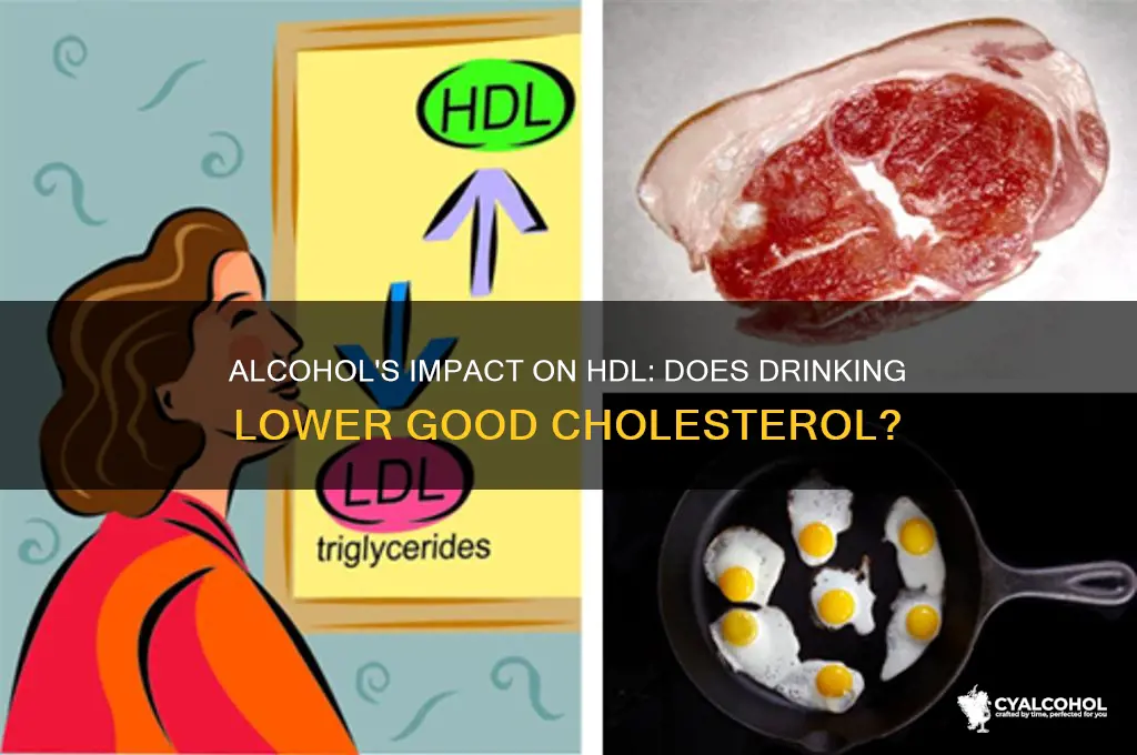 Alcohol's Impact On Hdl: Does Drinking Lower Good Cholesterol? | CyAlcohol