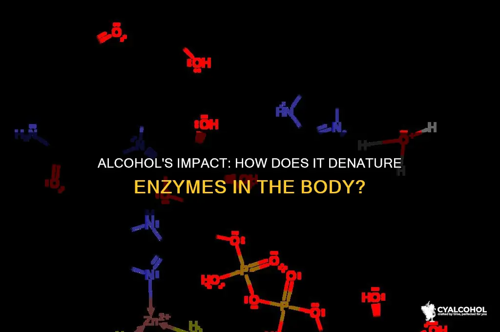 Alcohol's Impact: How Does It Denature Enzymes In The Body? | CyAlcohol