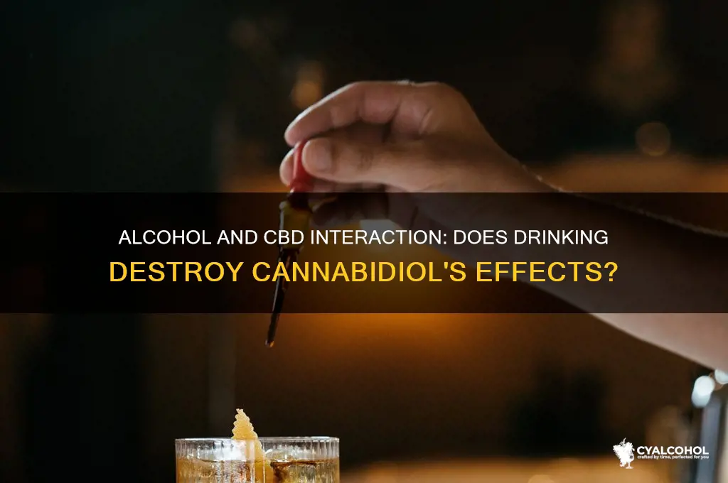 Alcohol And Cbd Interaction: Does Drinking Destroy Cannabidiol's ...