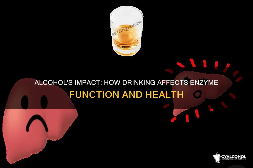 Alcohol's Impact: How Drinking Affects Enzyme Function And Health ...