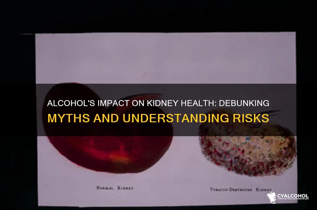 Alcohol's Impact On Kidney Health: Debunking Myths And Understanding ...