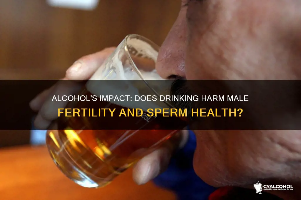 Alcohol's Impact: Does Drinking Harm Male Fertility And Sperm Health ...