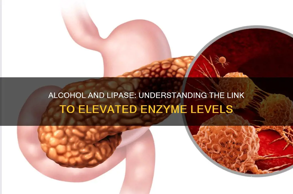 Alcohol And Lipase: Understanding The Link To Elevated Enzyme Levels ...