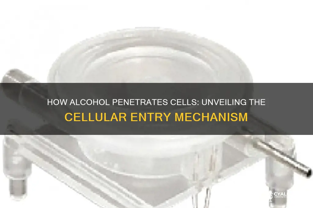 How Alcohol Penetrates Cells: Unveiling The Cellular Entry Mechanism ...