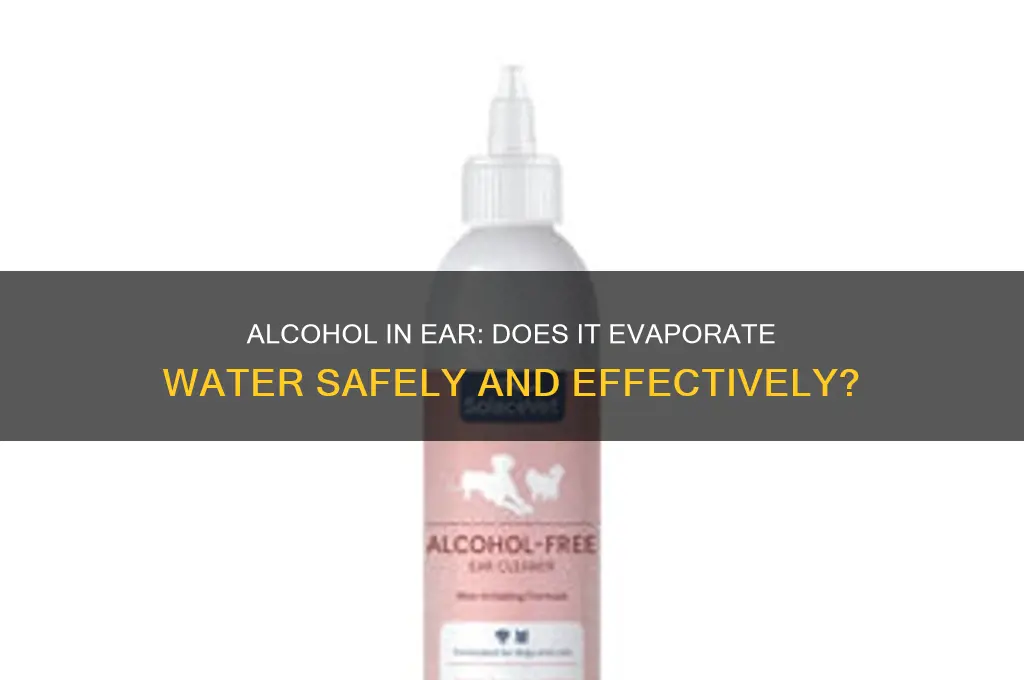 Alcohol In Ear: Does It Evaporate Water Safely And Effectively? | CyAlcohol